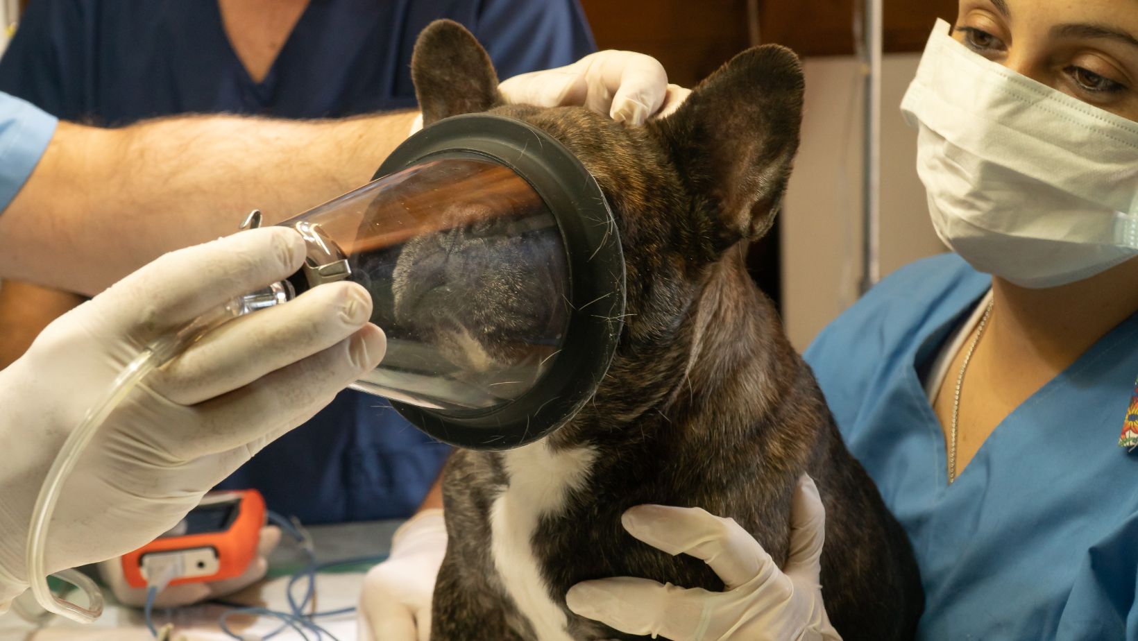 Maximise Your Profit: How to Successfully Sell Your Veterinary Practice ...